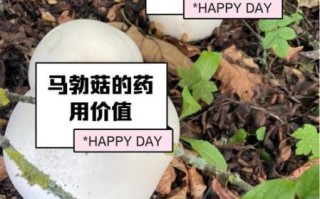 马勃怎么吃_马勃的吃法大全