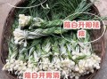 薤白是什么东西_薤白和藠头一样吗