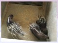 豪猪肉的营养价值_豪猪肉适合什么人吃