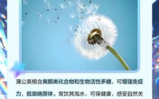 蒲公英的根泡水喝有什么好处_蒲公英根茶的功效与禁忌