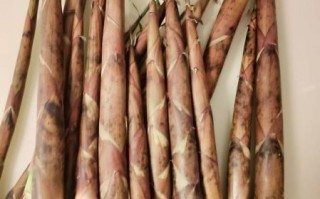 竹笋图片大全大图_如何挑选新鲜竹笋