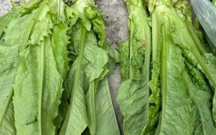 油麦菜和莴笋的区别_油麦菜长大是不是莴笋