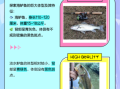 鲈鱼图片大全大图_如何分辨淡水鲈鱼与海鲈鱼