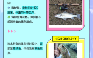 鲈鱼图片大全大图_如何分辨淡水鲈鱼与海鲈鱼