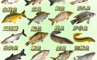 营养价值最高的鱼有哪些_十大高营养鱼类排行榜