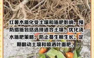 野地瓜根的功效与作用_野地瓜根怎么吃效果最好