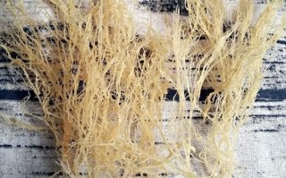 海藻龙须菜的功效与作用_龙须菜怎么吃最营养