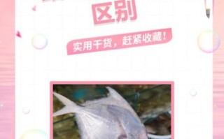 金鲳鱼和鲳鱼的区别_哪个更好吃