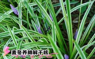 麦冬的副作用太大了_麦冬哪些人不能吃