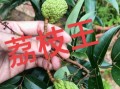 荔枝王是什么品种_荔枝王和桂味区别