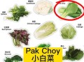 生菜英语怎么说_lettuce发音怎么读