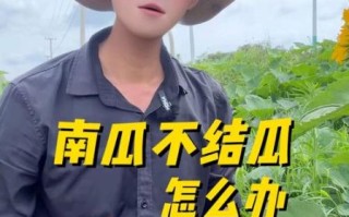 南瓜视频在线观看_南瓜视频打不开怎么办