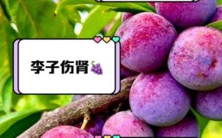 李子能减肥吗_李子吃多了有什么坏处