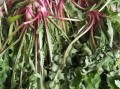 蒲公英野菜怎么吃最好_蒲公英野菜做法大全