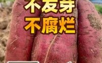 红苕怎么保存不发芽_红苕发芽了还能吃吗