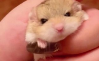 通心粉鼠吧_新手饲养通心粉鼠常见问题