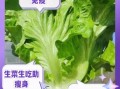 生菜的功效与作用_生菜怎么吃最营养