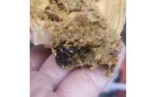 土鸡苗价格多少钱一只_土鸡苗养殖注意事项