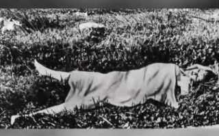 黑色大丽花真实事件_黑色大丽花电影解析