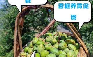 香榧子营养价值_香榧子食用禁忌