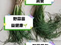 野蒜苗图片大全_野蒜苗和野葱区别