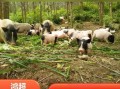巴马香猪图片哪里找_巴马香猪能长多大