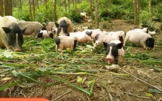 巴马香猪图片哪里找_巴马香猪能长多大