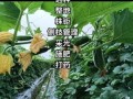 节瓜种子怎么种_节瓜种子发芽时间