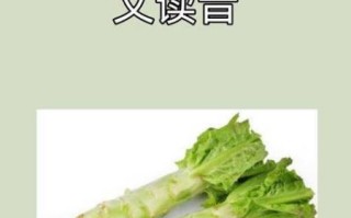 lettuce怎么读_lettuce发音技巧