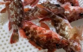虎头鱼怎么养_虎头鱼吃什么