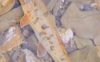 青海湖为什么只有湟鱼_湟鱼能在青海湖生存的原因