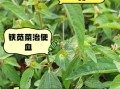 铁苋菜的功效与作用_铁苋菜怎么吃