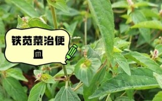 铁苋菜的功效与作用_铁苋菜怎么吃
