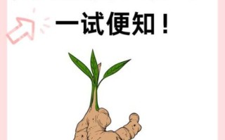 生姜减肥法3天瘦10斤真的吗_生姜减肥具体怎么做 生姜减肥法3天瘦10斤真的吗_生姜减肥具体怎么做