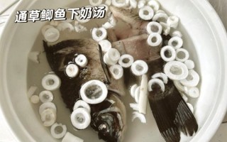 通草下奶效果怎么样_通草怎么吃下奶最快