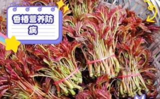 香椿菜的功效与作用_孕妇能吃吗