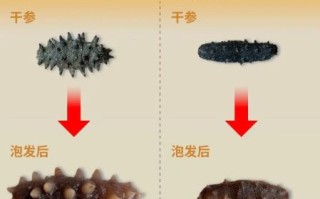 海参养殖技术_海参苗怎么养