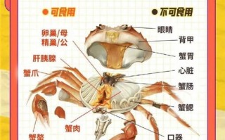 螃蟹哪些部位不能吃_怎么区分有毒部位