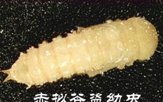 酒曲虫长什么样_酒曲虫怎么处理