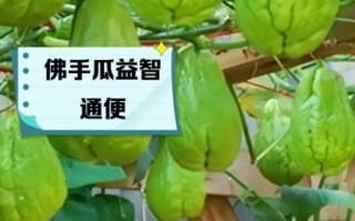 佛手瓜的功效与作用_佛手瓜的禁忌有哪些