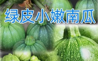 绿皮小南瓜叫什么_绿皮小南瓜品种名称