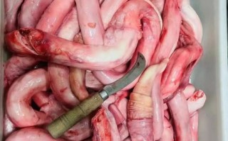 牛鞭长在什么部位_牛鞭真实照片长什么样