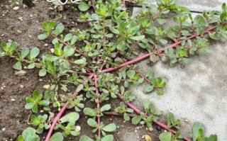 马齿笕治白头发真的有效吗_马齿笕治白头发怎么用