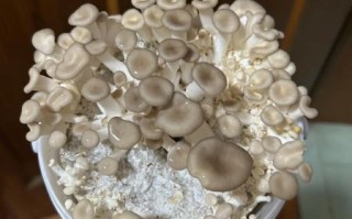 秀珍菇种植条件_秀珍菇怎么种