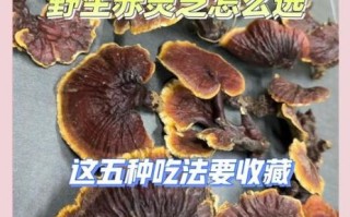 赤灵芝的功效与作用_赤灵芝怎么吃效果最好