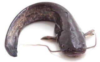 鲶鱼图片_鲶鱼种类有哪些