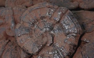 野生灵芝多少钱一斤_野生灵芝价格为什么差距大