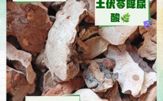 土茯苓的功效与作用_土茯苓主治什么病