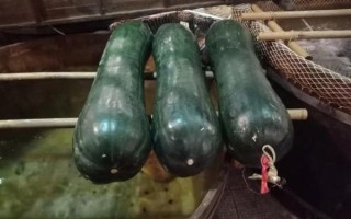 节瓜是什么瓜_节瓜和冬瓜的区别