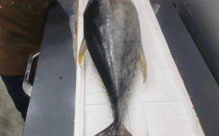 黄鳍金枪鱼多少钱一斤_黄鳍金枪鱼怎么做好吃